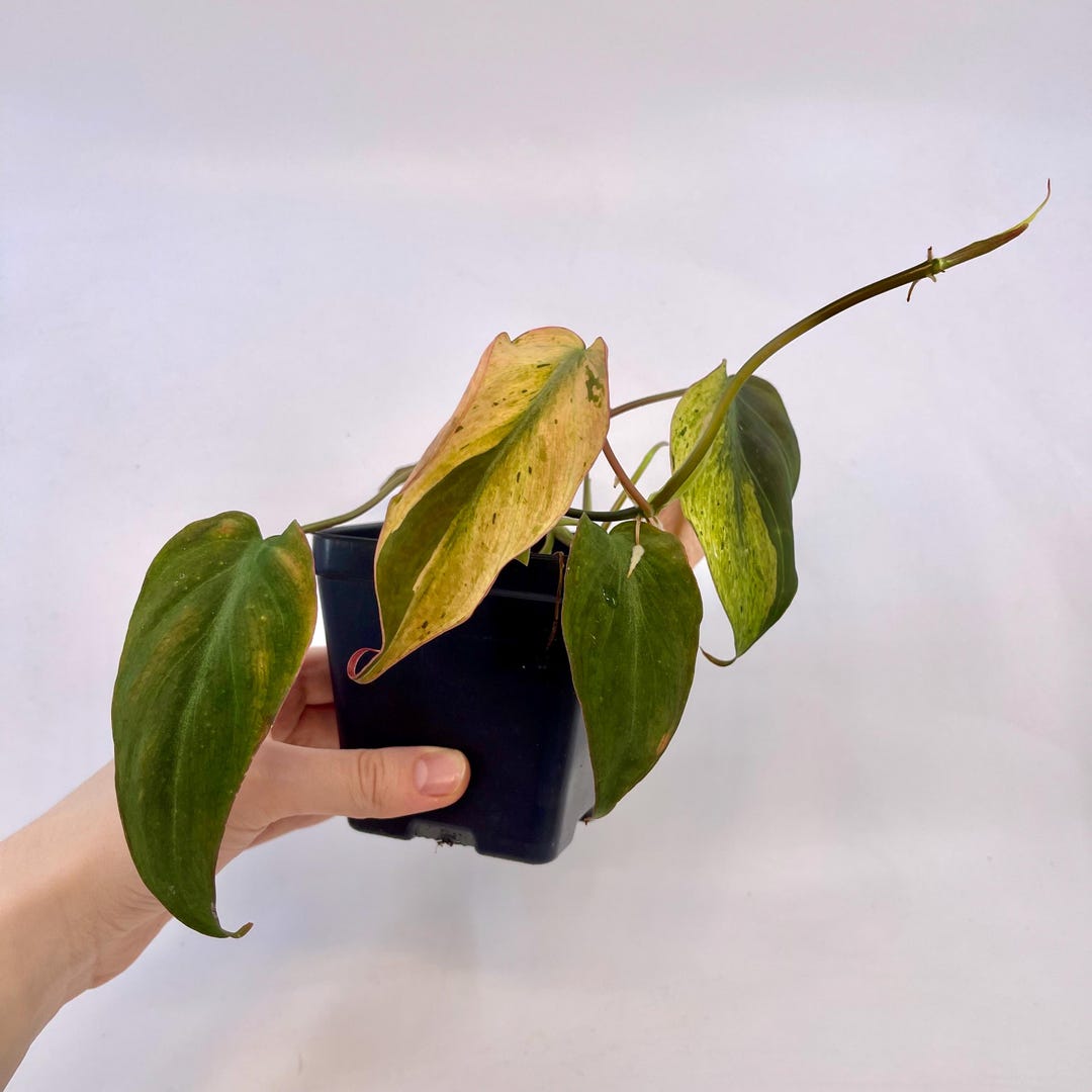 Variegated Philodendron Micans ‘mint’ - Etsy