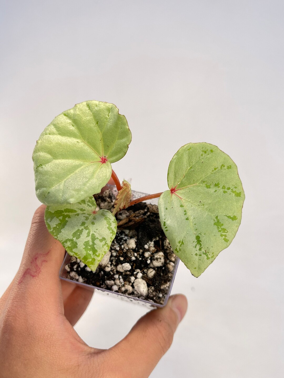 Begonia Sp. mint - Etsy
