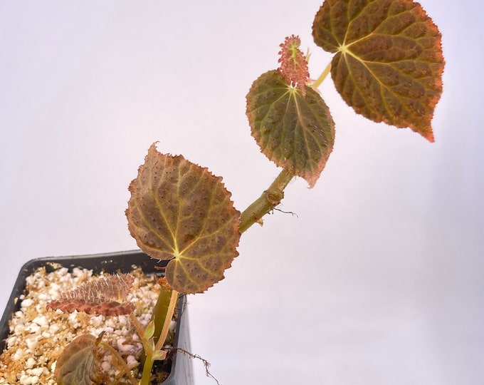 Begonia ruby Dragon - Etsy