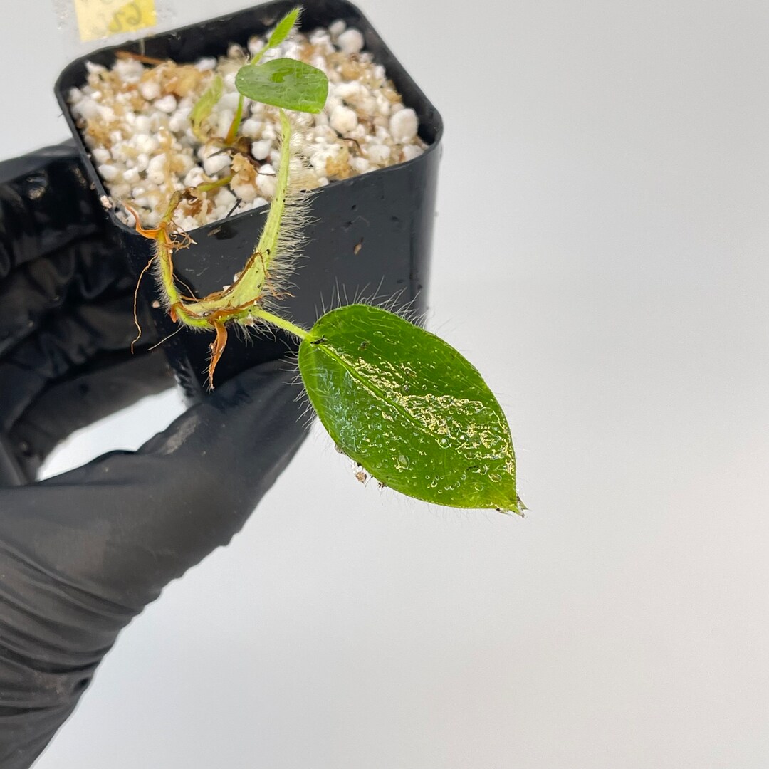 Ficus Villosa - Etsy