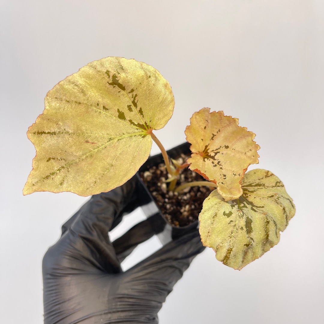 Begonia ‘rose Gold’ (aka Botanicaz 15) - Etsy