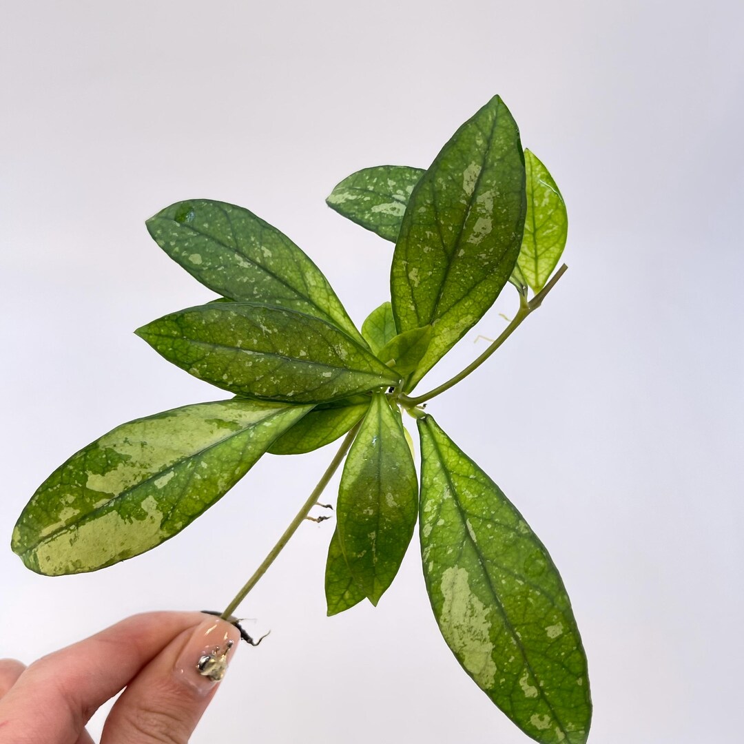 Hoya Crassipetiolata “splash Leaves” (can Acclimate to House Conditions ...