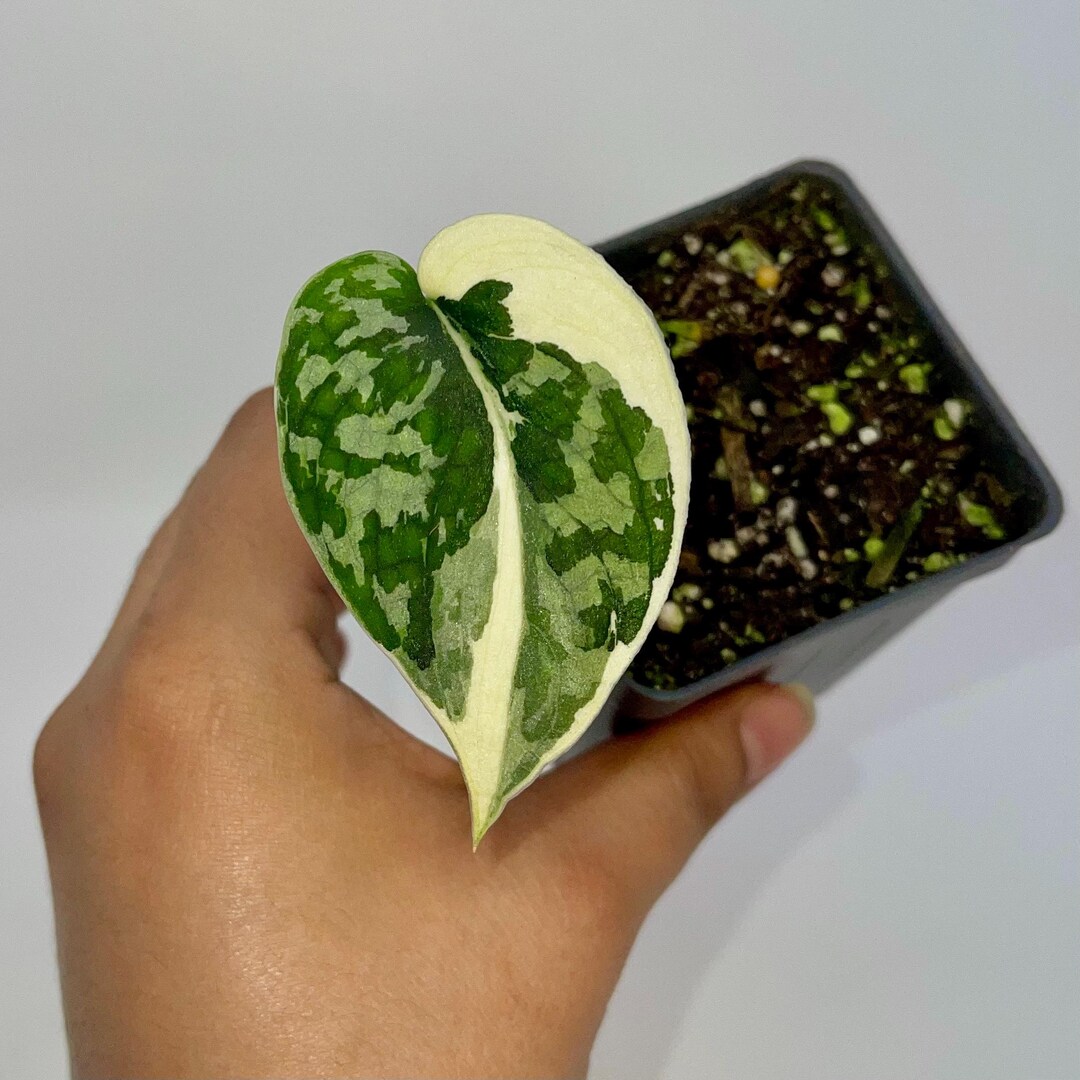 Variegated Scindapsus Mayari (base Cut) - Etsy