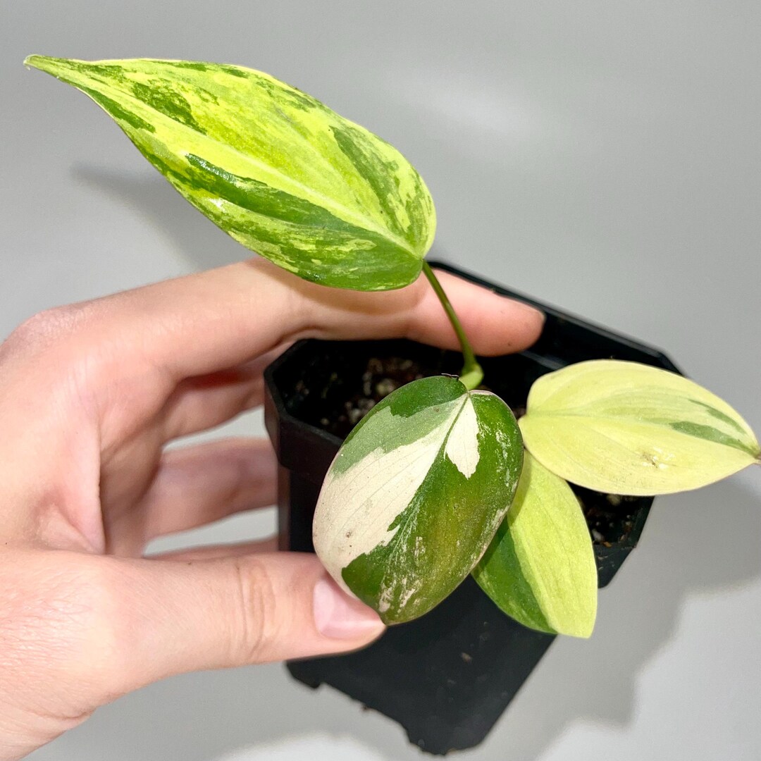 Variegated Philodendron Micans Aurea - Etsy