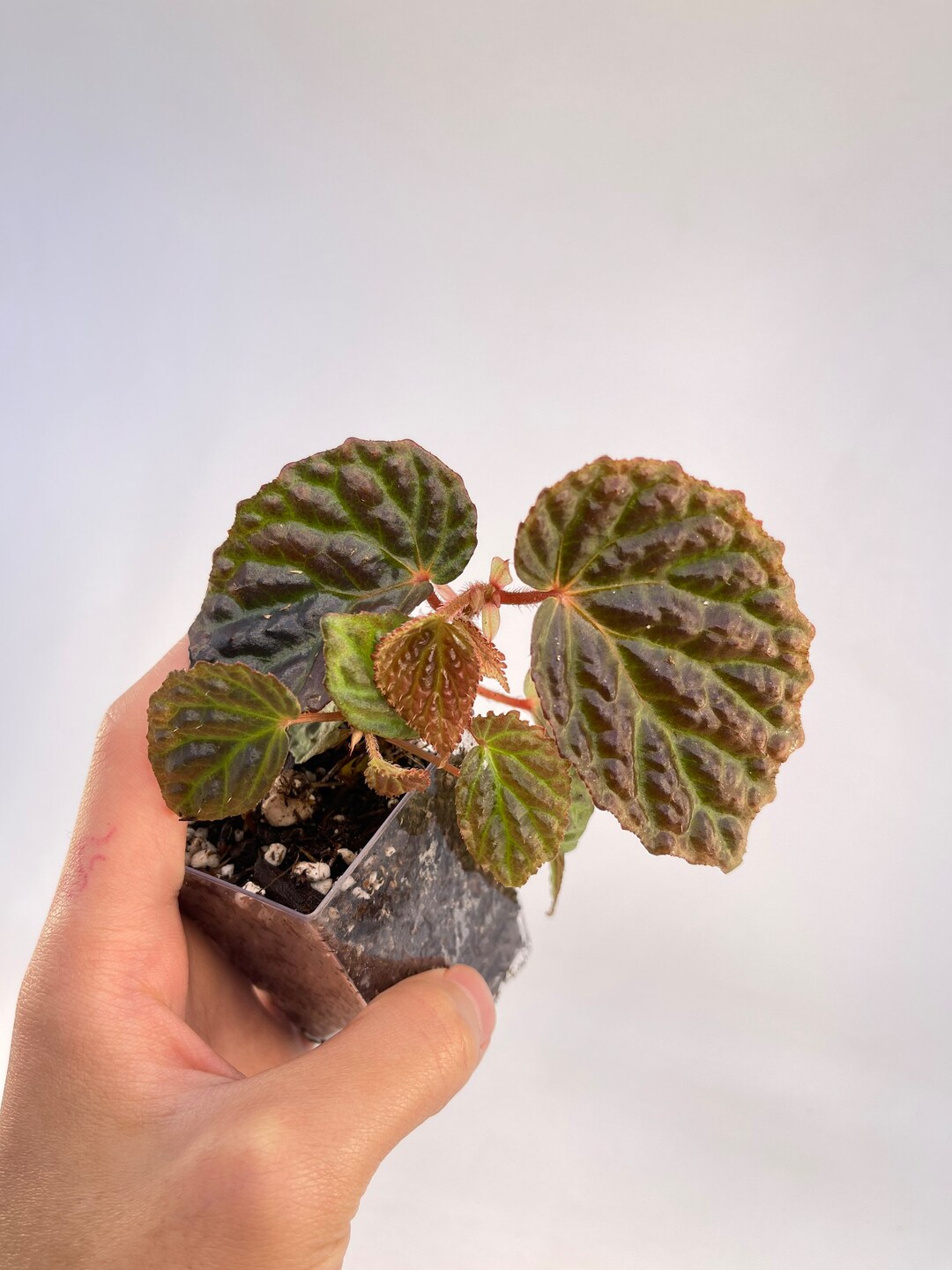 Begonia metallic Dragon - Etsy