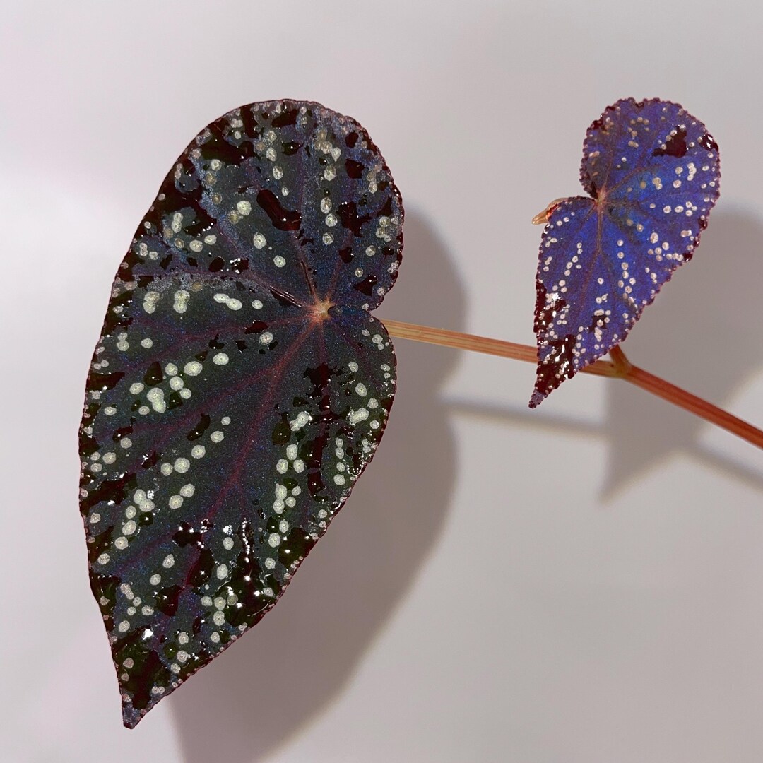 TOP CUTTING Begonia Botanicaz 90 V.2 'purple Starburst' (can Acclimate ...