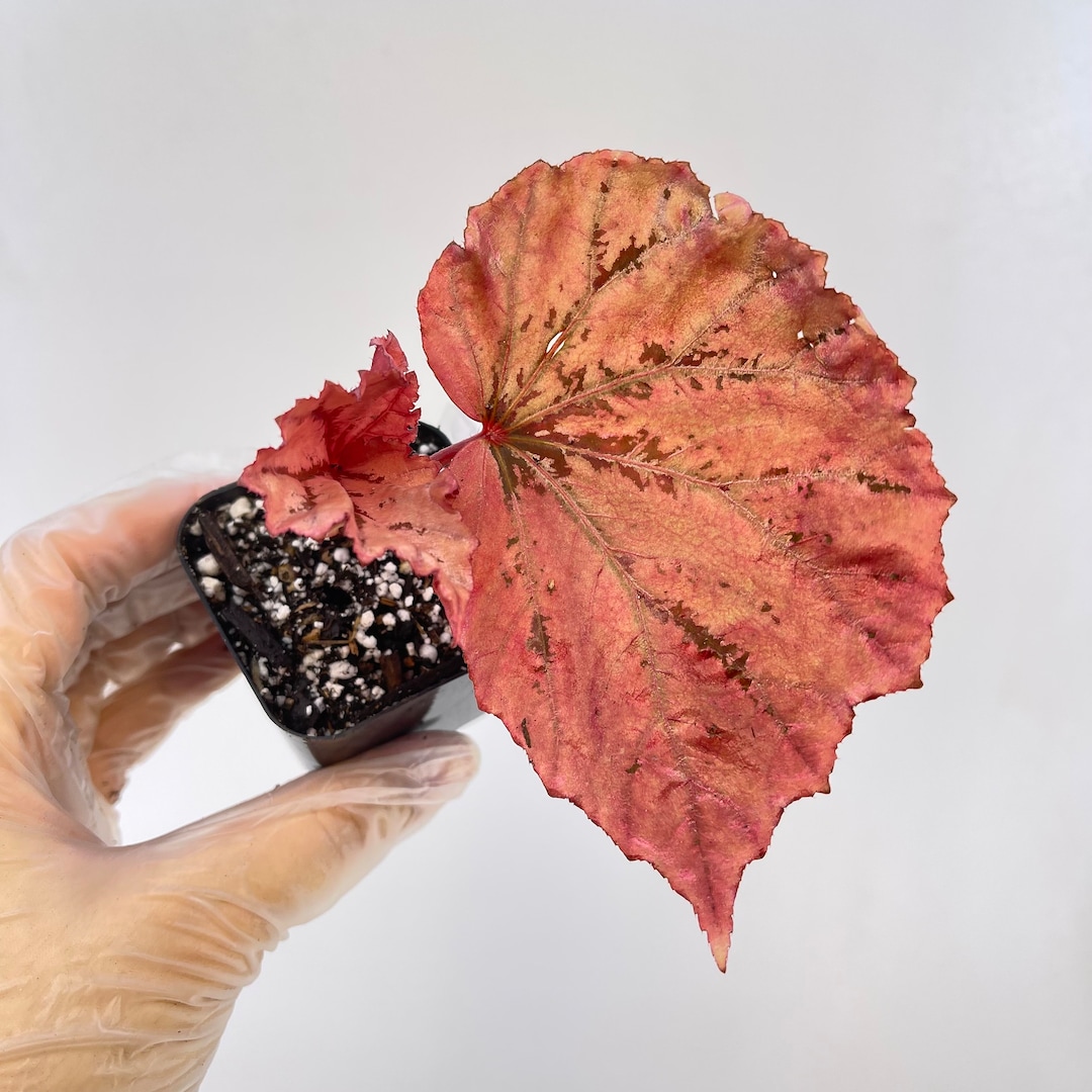 Begonia rose Gold aka Botanicaz 15 - Etsy
