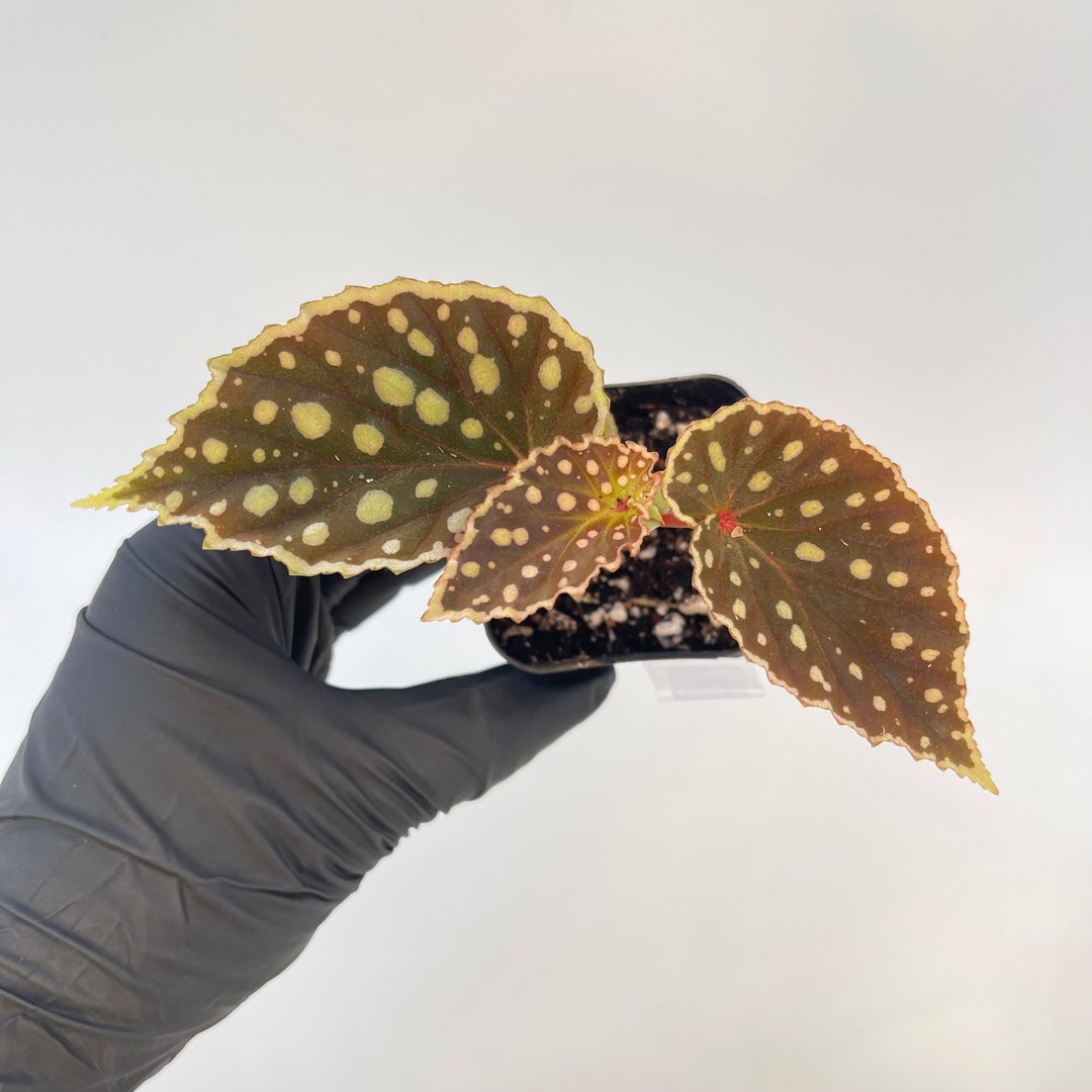 Begonia botanicaz 2 - Etsy