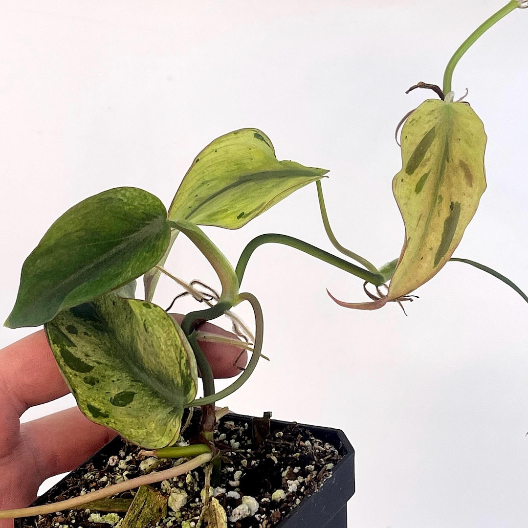 Variegated Philodendron Micans ‘mint’ (can Acclimate to House ...
