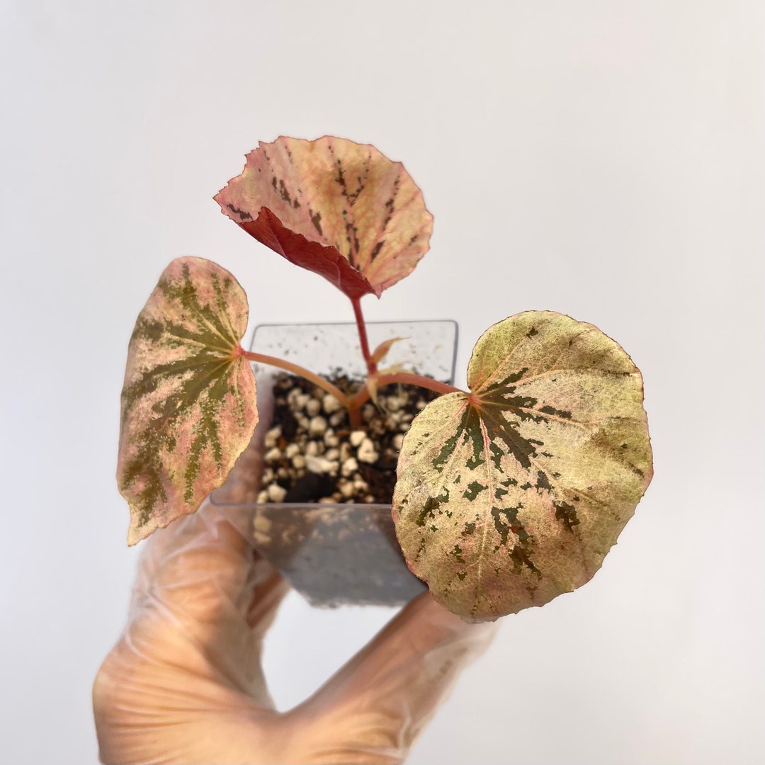 Begonia rose Gold aka Botanicaz 15 - Etsy