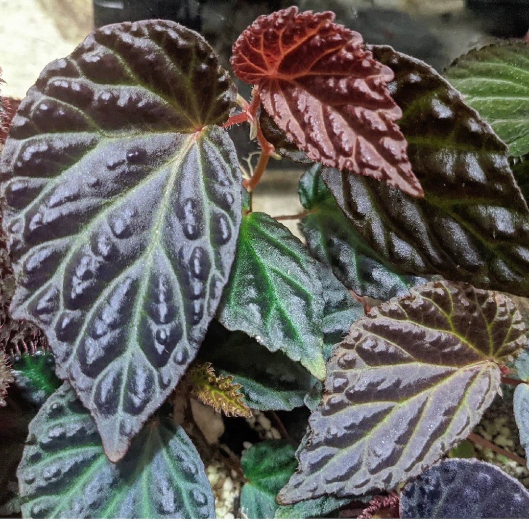 Begonia ‘metallic Dragon’ - Etsy