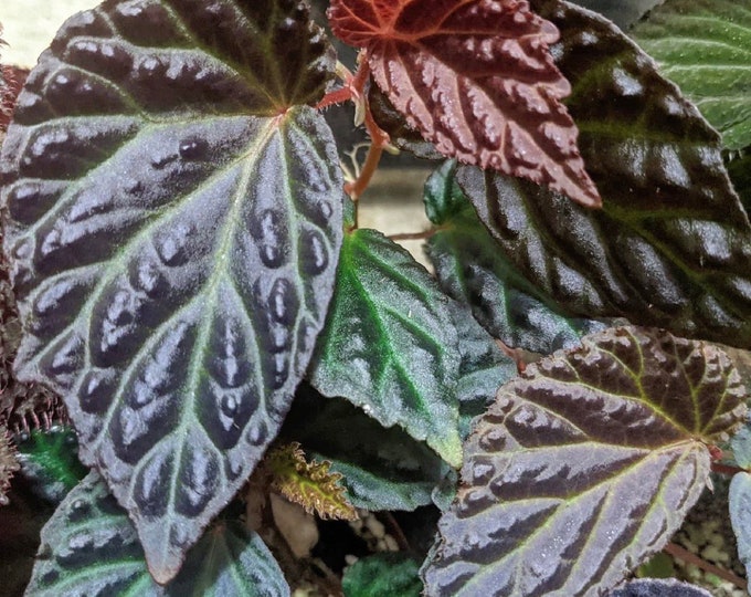 Begonia ‘metallic Dragon’ - Etsy