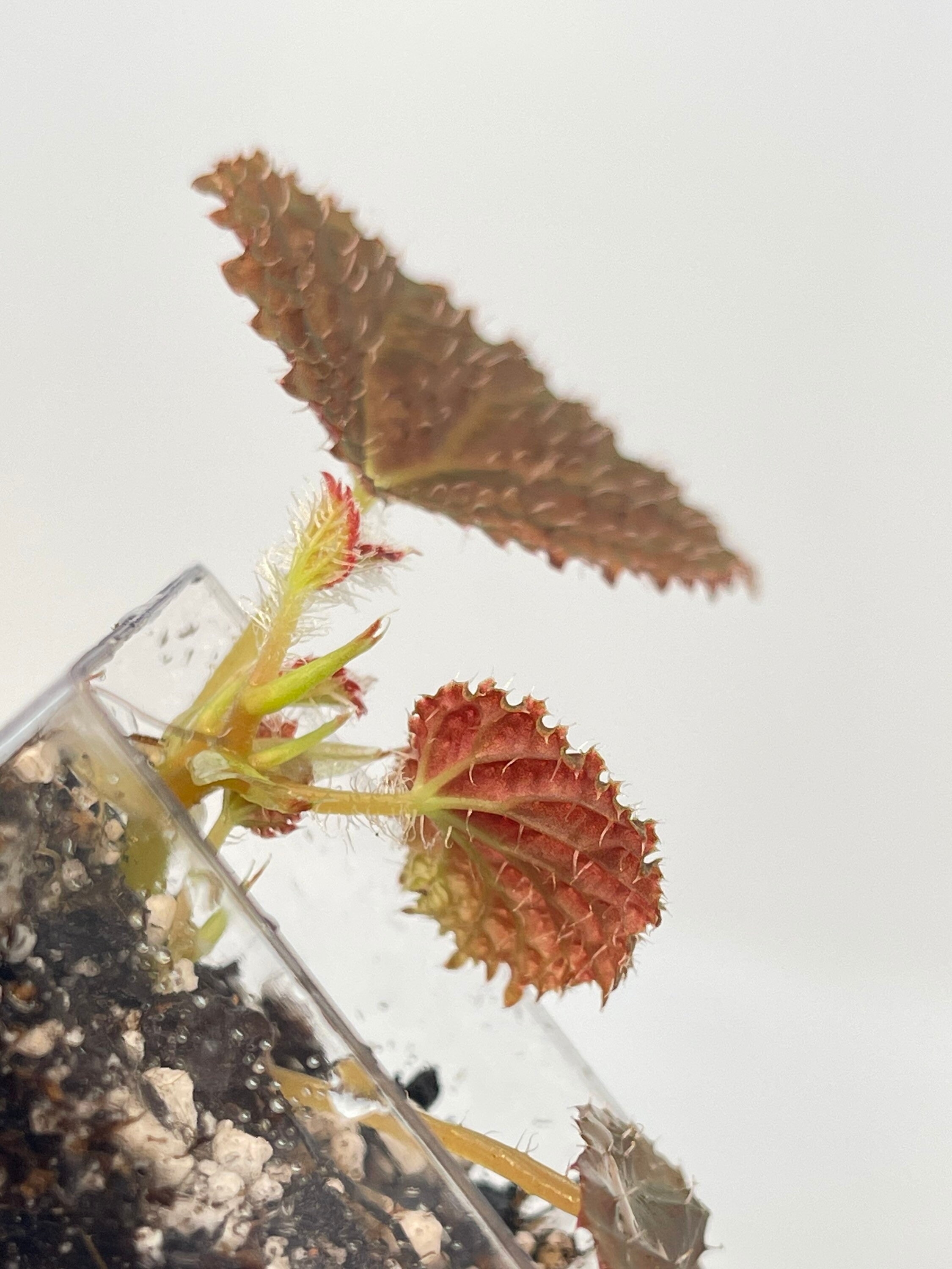 Begonia ruby Dragon - Etsy