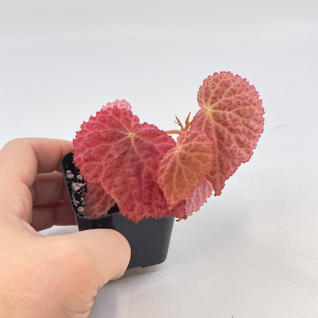 Begonia ruby Dragon non Exact - Etsy