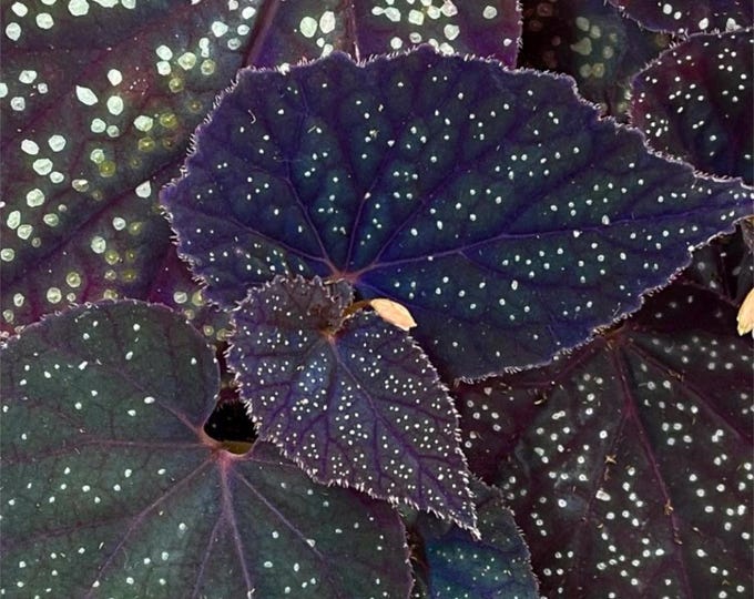 Begonia Ocellata X Begonia Baik, for Terrarium Only! #2/16 - Etsy