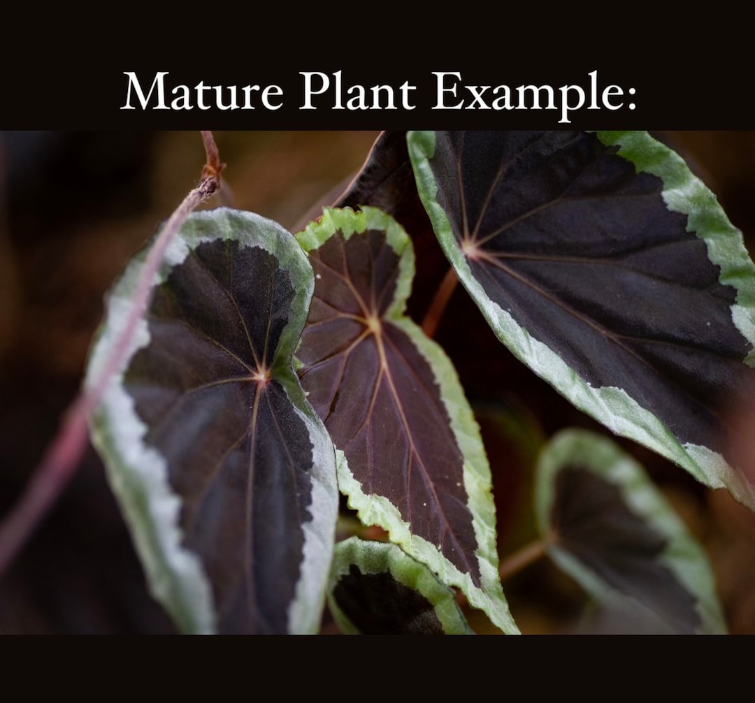 PROPAGATE TO ORDER Begonia Aff. Baramensis - Etsy