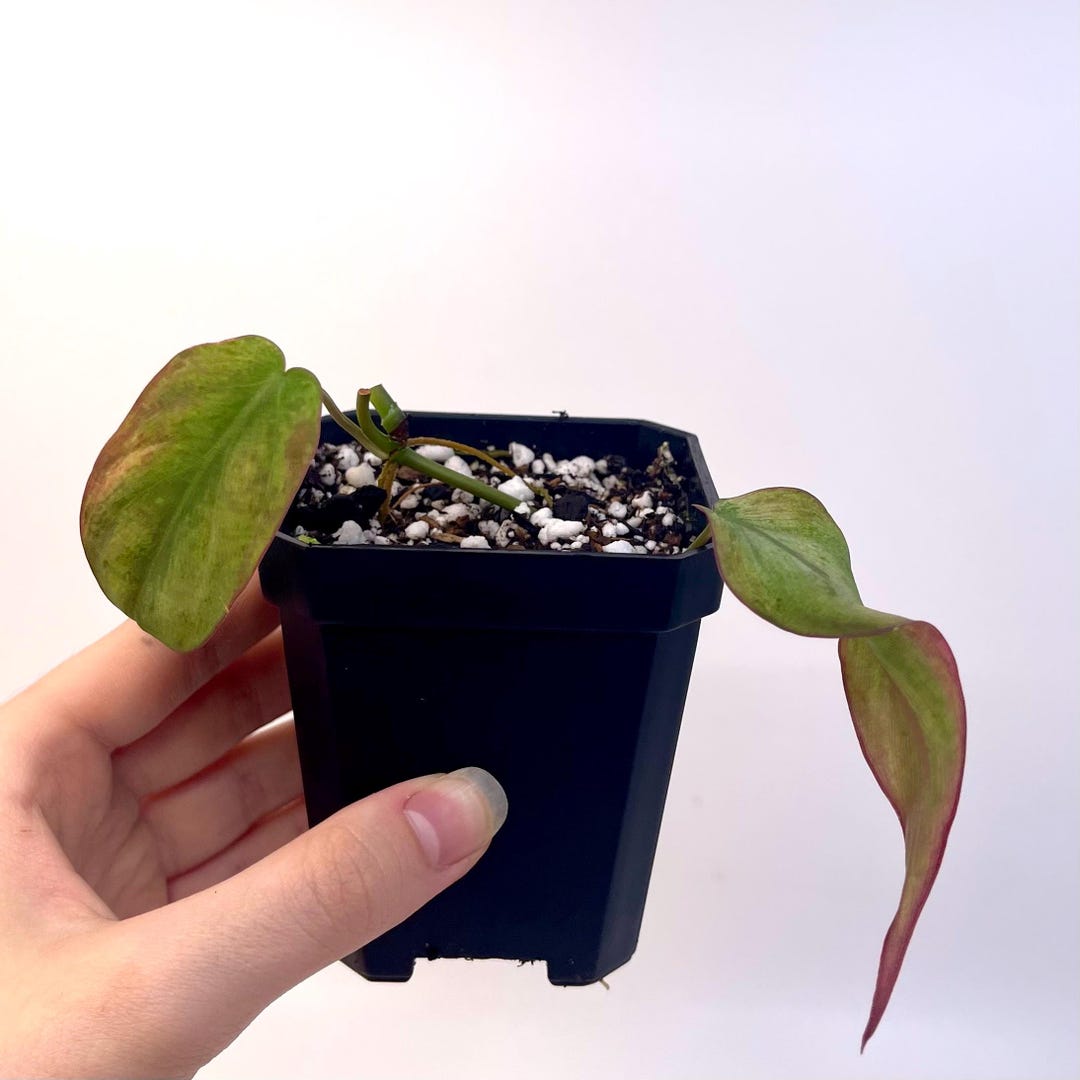 Variegated Philodendron Micans ‘mint’ (can Acclimate to House ...