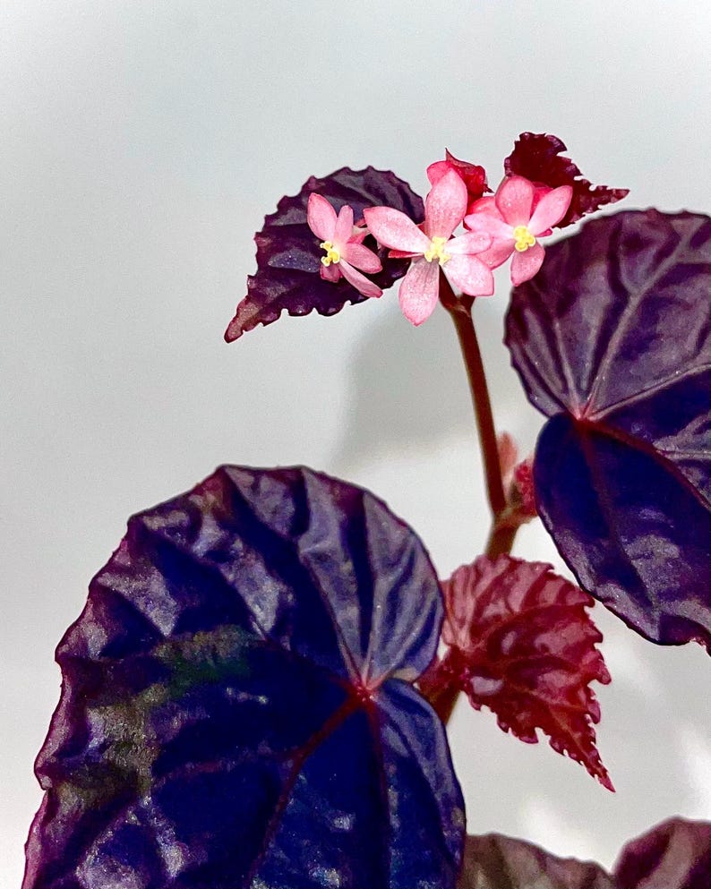 Begonia Botanicaz 101 V.2 - Etsy