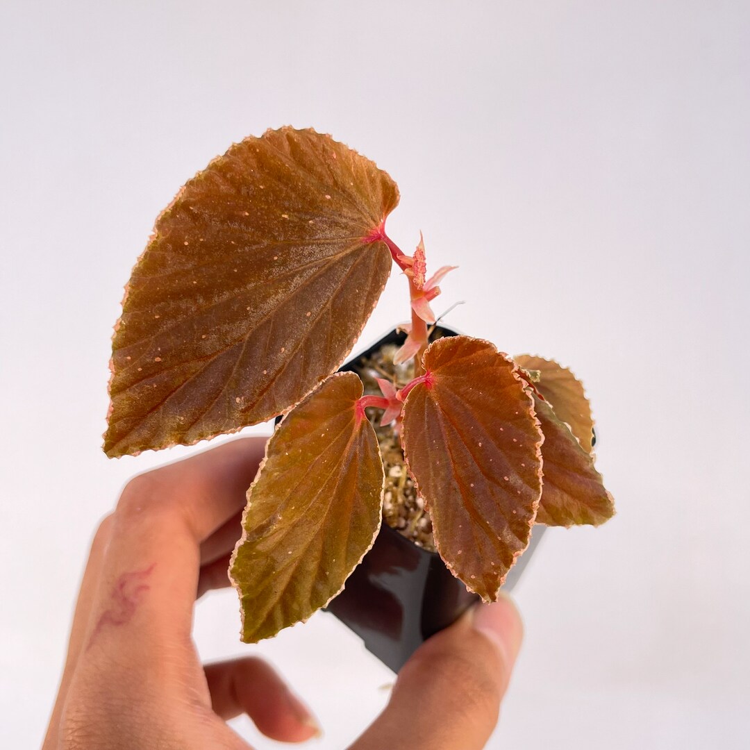 Begonia botanicaz 56 - Etsy