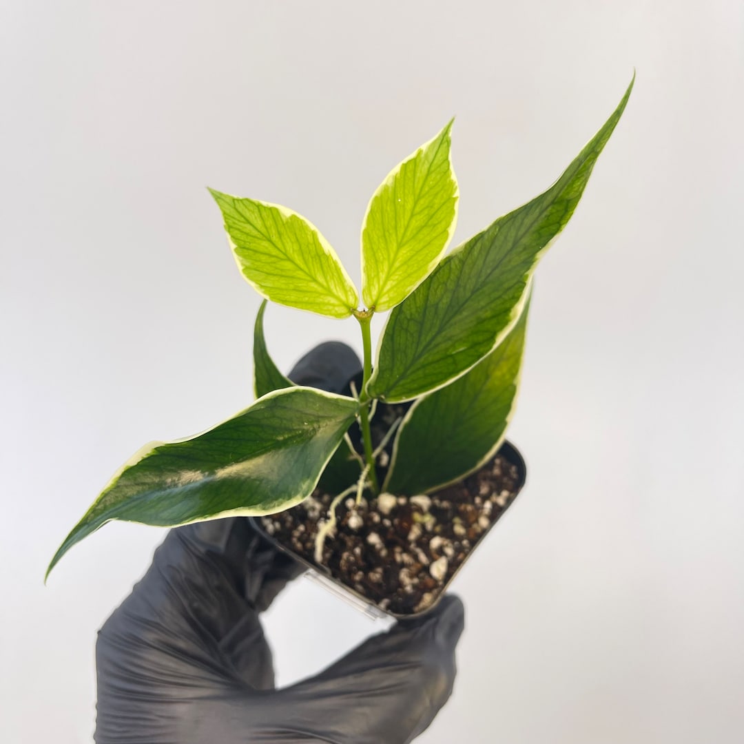Variegated Hoya Polyneura fishtail - Etsy