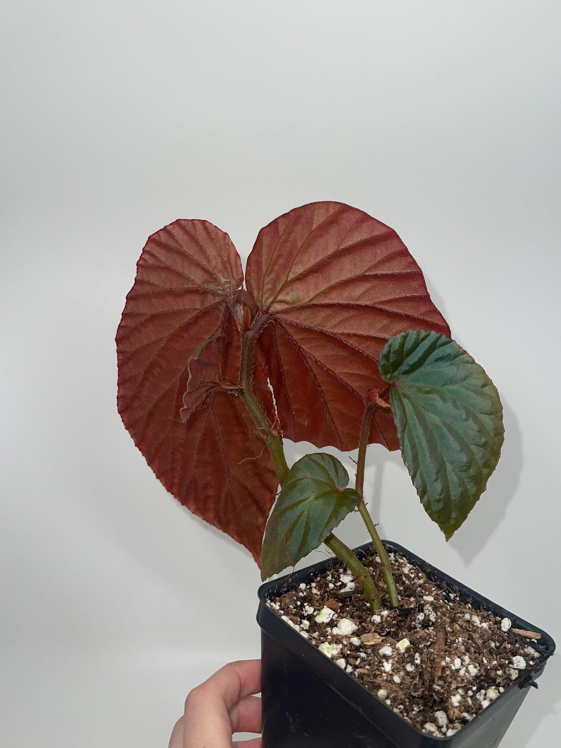Begonia ‘blue Metallic’ Botanicaz 220 (imperfect) - Etsy