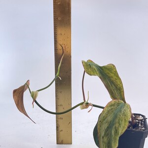 Variegated Philodendron Micans ‘mint’ (non-exact) - Etsy