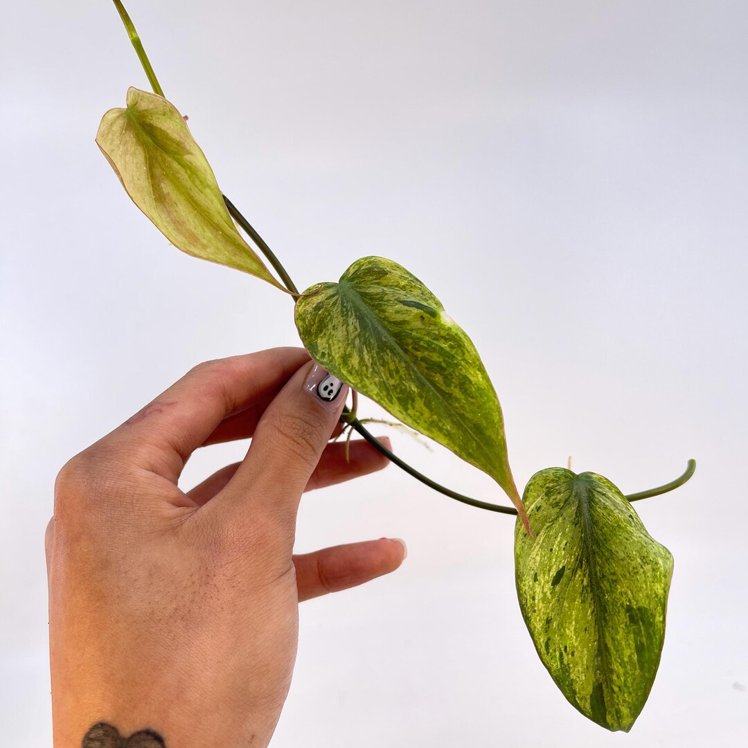 Variegated Philodendron Micans mint CUTTING top Cut - Etsy