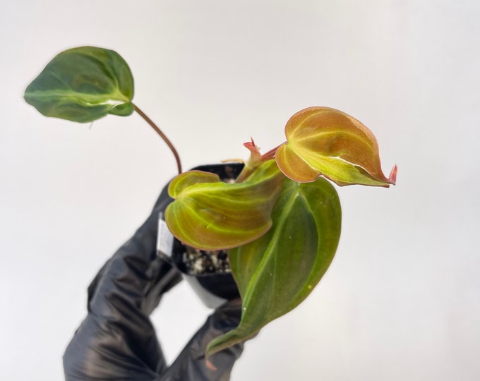 Variegated Philodendron Micans ‘velvet Halo’ (one FREE per Item ...
