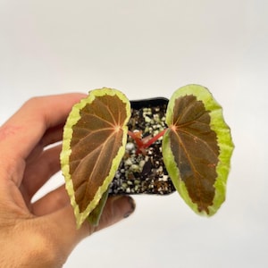 PROPAGATE TO ORDER Begonia Aff. Baramensis - Etsy