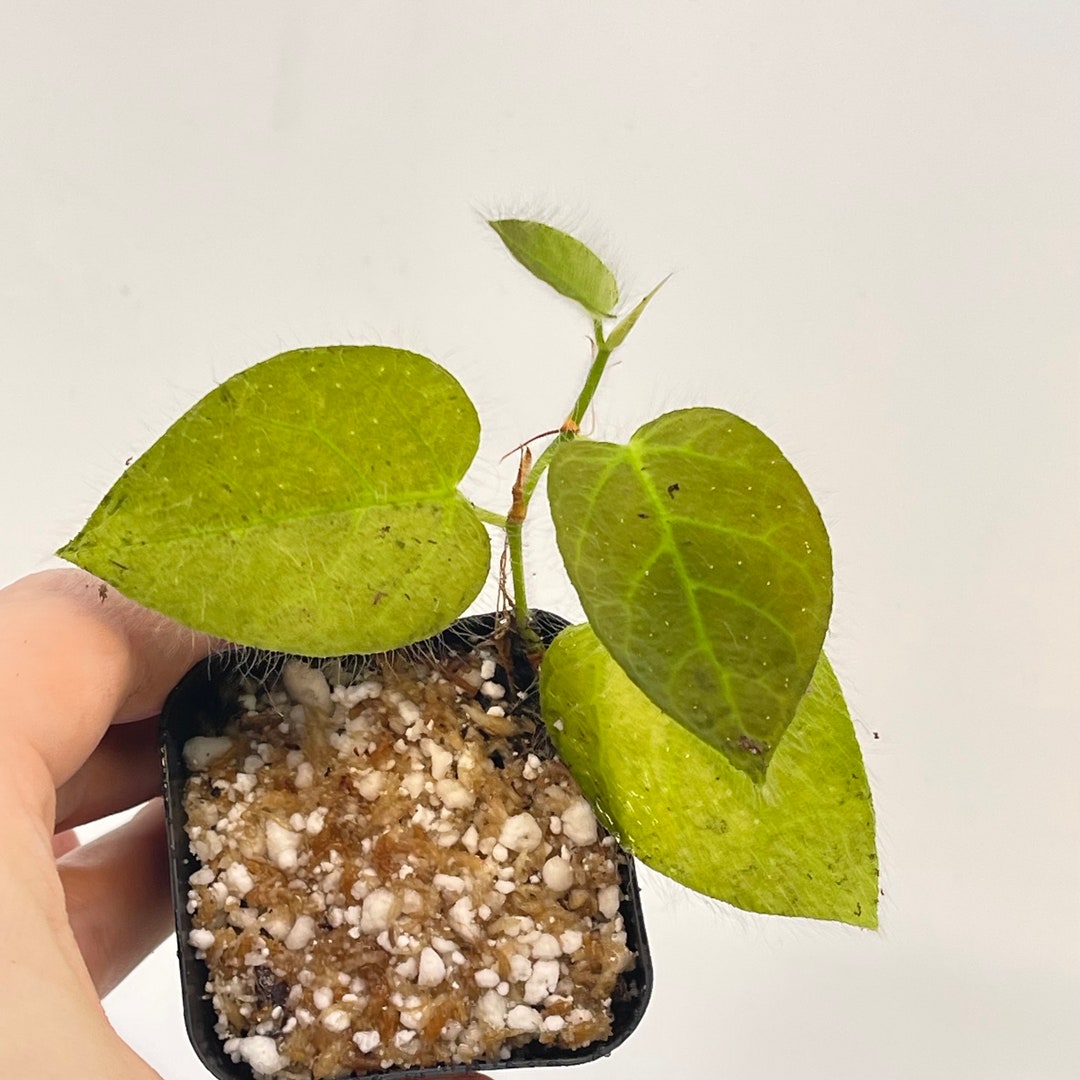 Ficus Villosa - Etsy