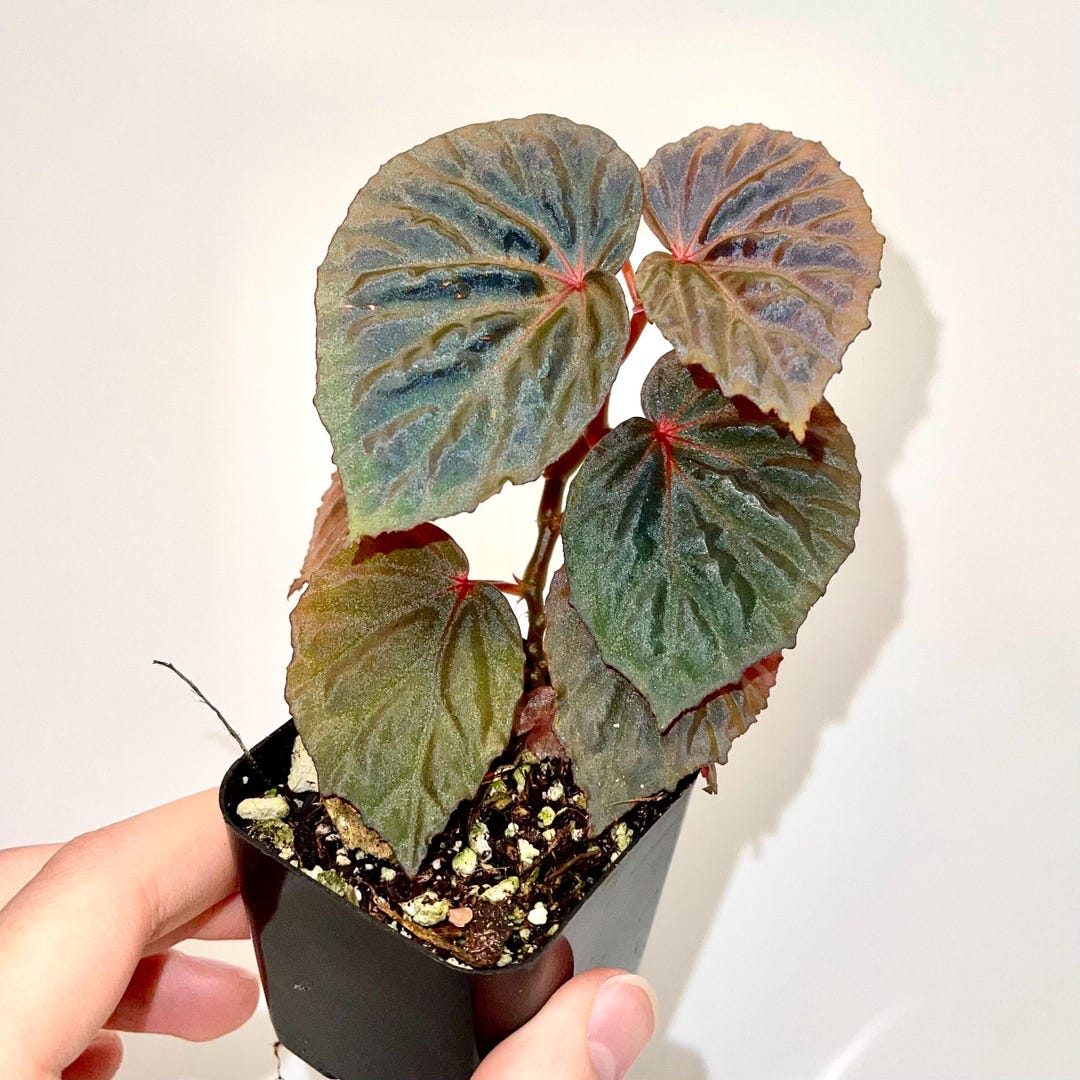 Begonia Botanicaz 115 V.2 - Etsy
