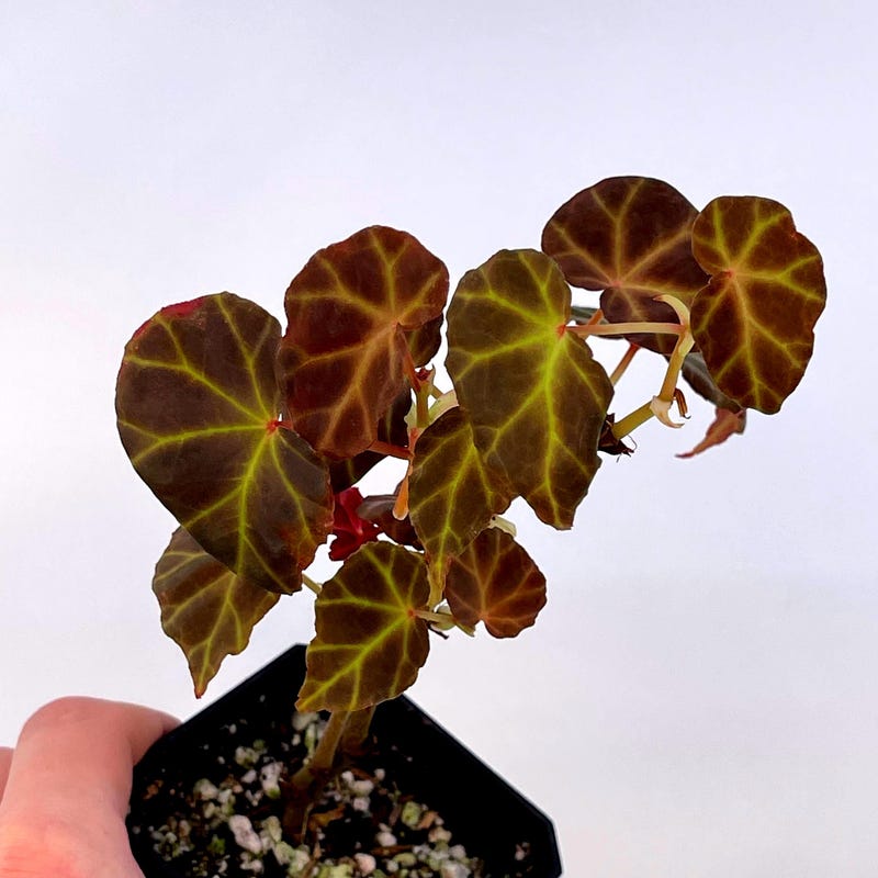 Ruby Begonia - Etsy