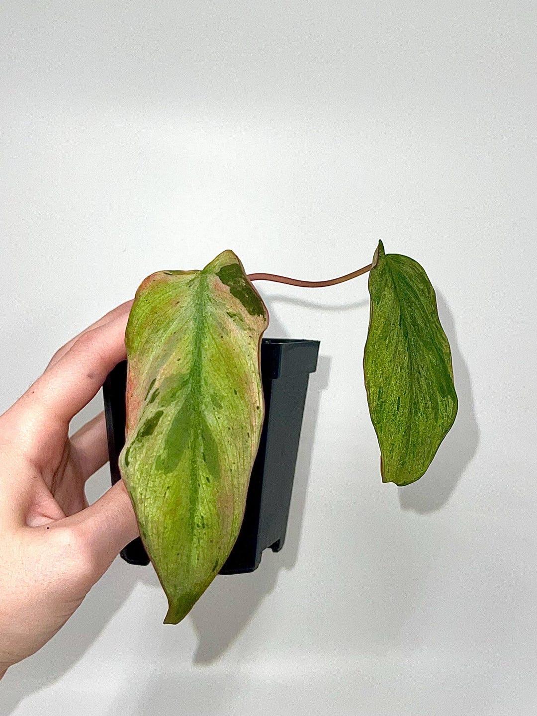 Variegated Philodendron Micans ‘mint’ - Etsy