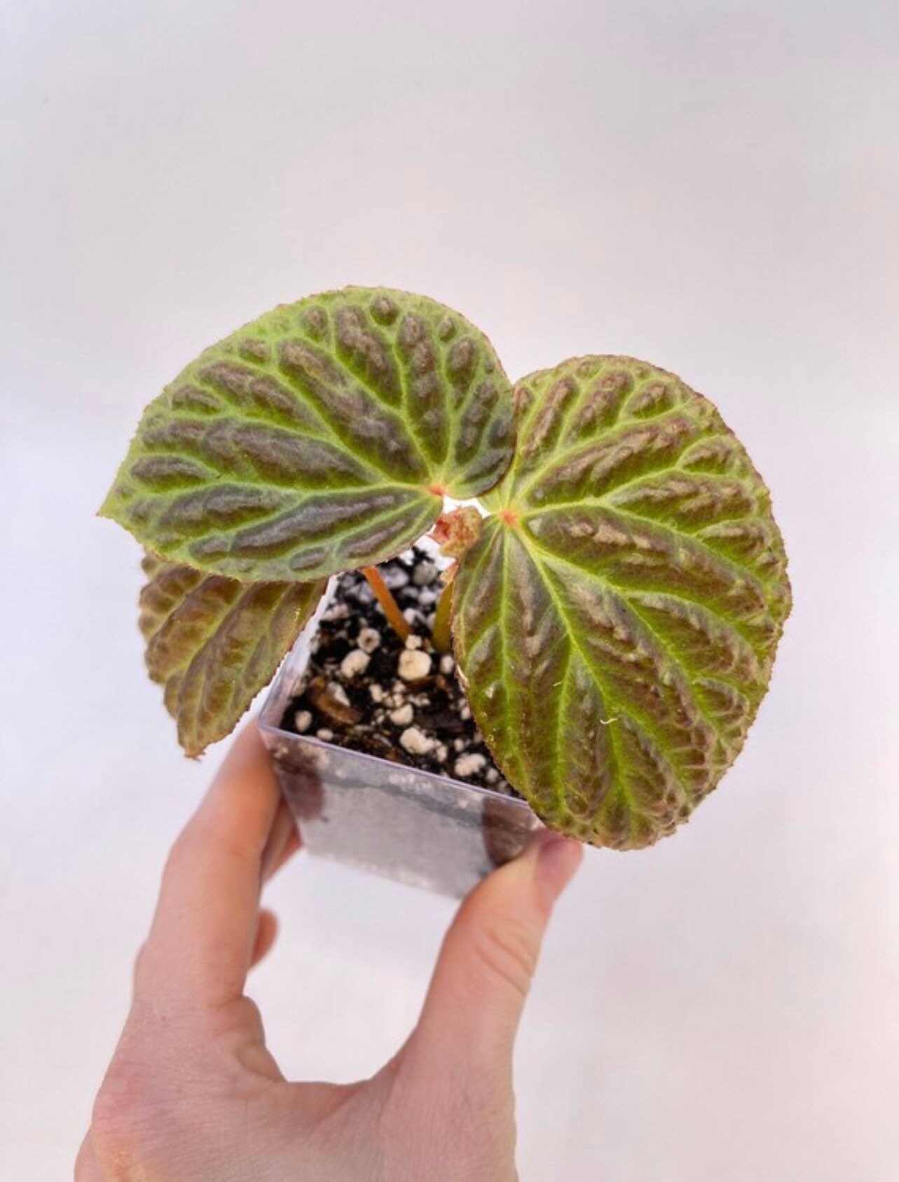 PROPAGATE TO ORDER Begonia ‘metallic Dragon’ - Etsy