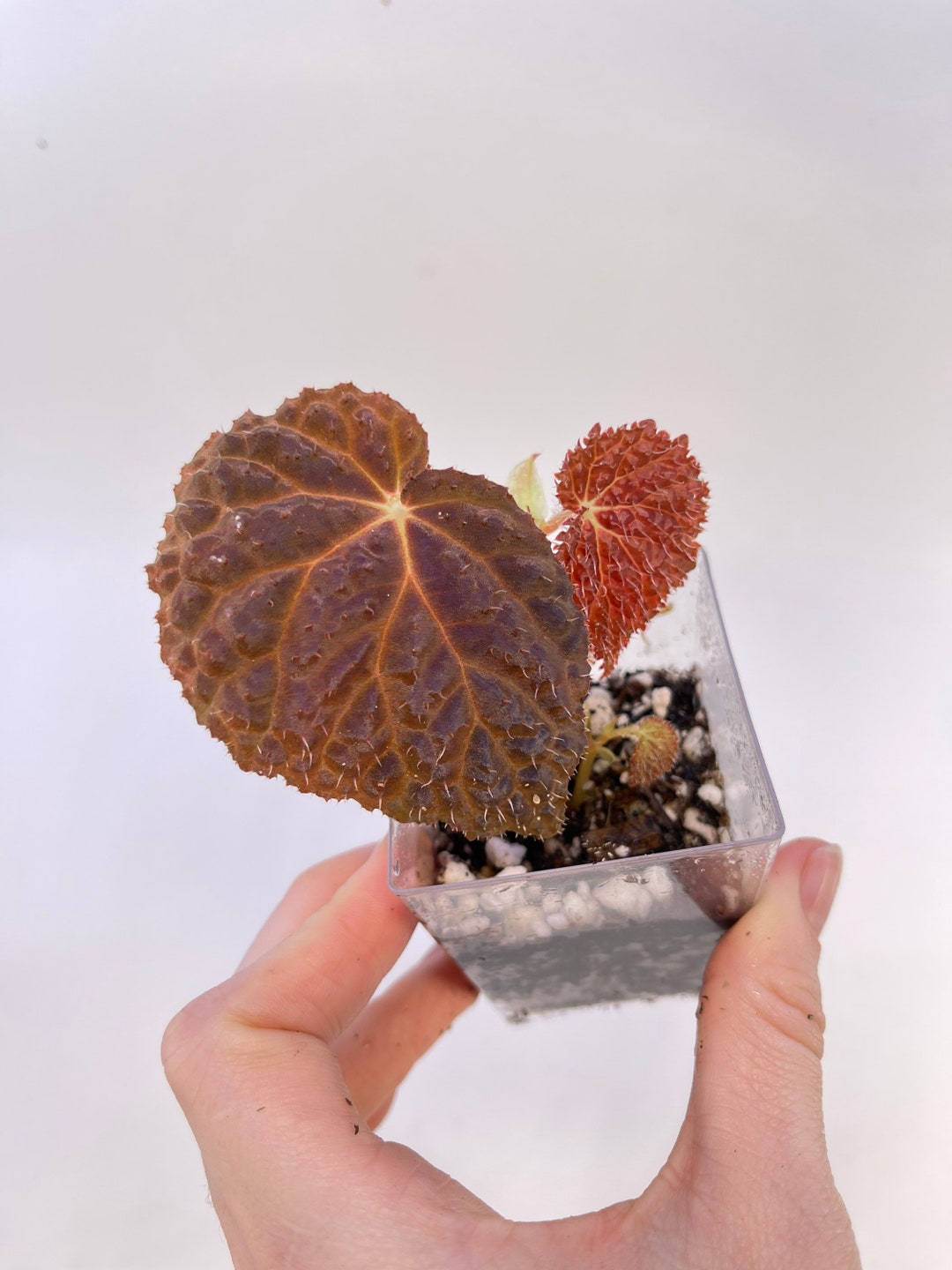 Begonia ruby Dragon - Etsy