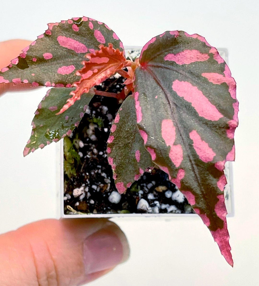 Begonia Sp. Julau Type 1 - Etsy