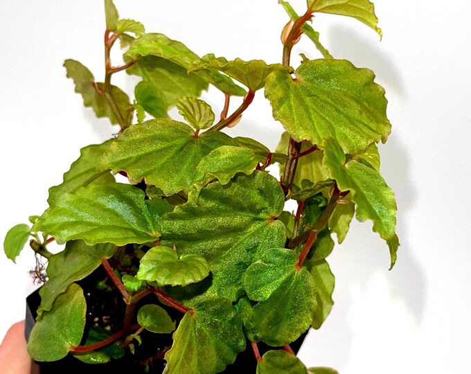 Begonia Botanicaz 85 - Etsy