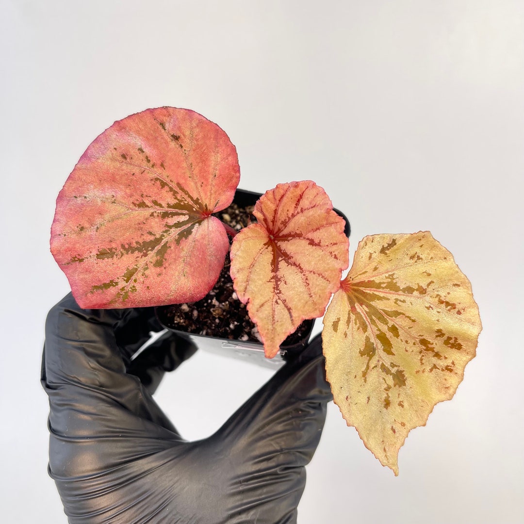Begonia rose Gold aka Botanicaz 15 - Etsy