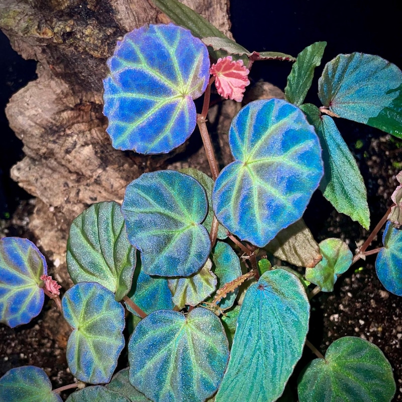 Moonlight Butterfly Begonia - Etsy