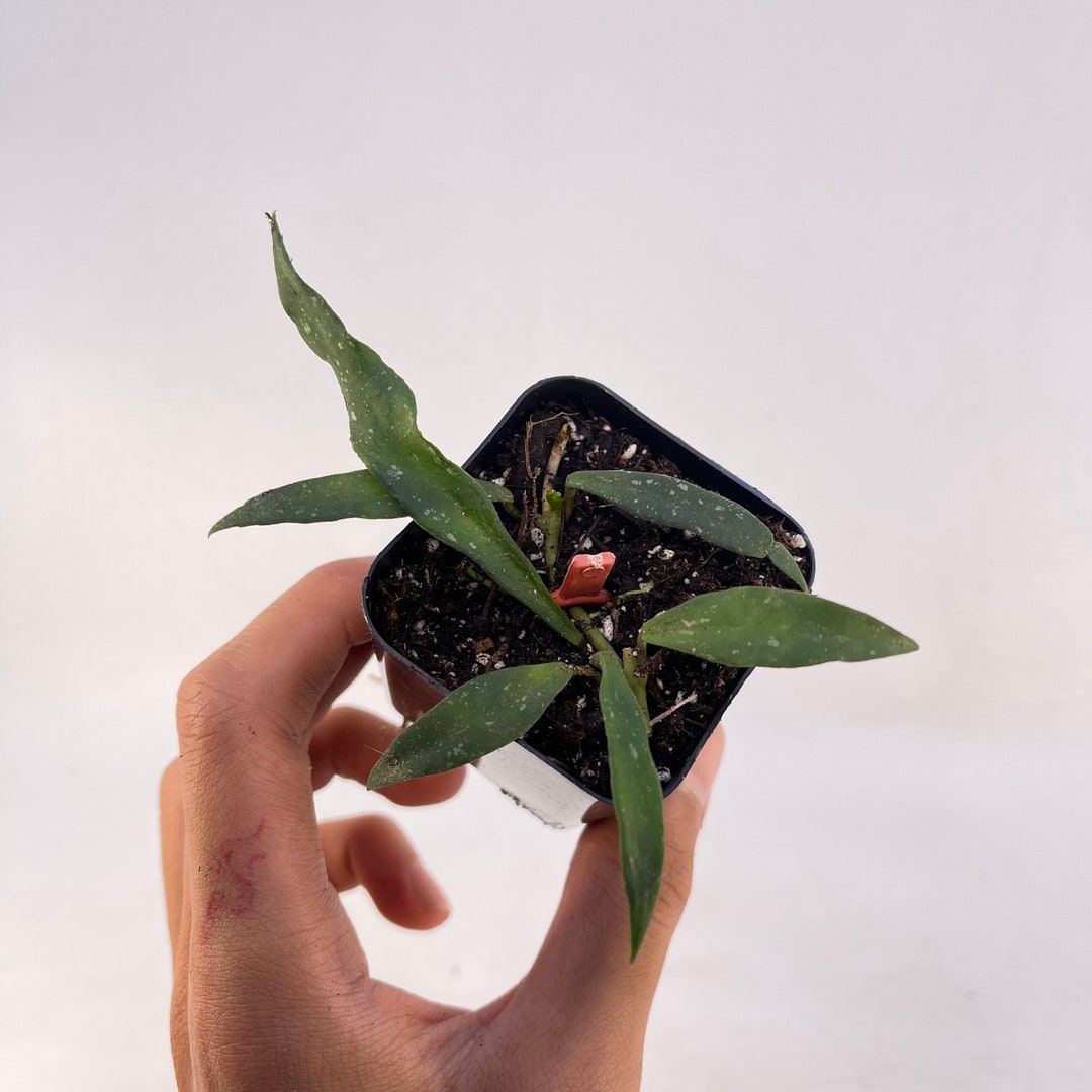 Hoya Mirabilis - Etsy