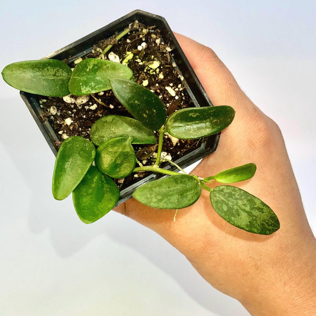 Hoya Lima Splash (can Acclimate to House Conditions) - Etsy