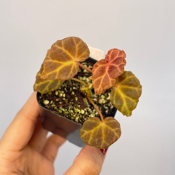Ruby Begonia - Etsy