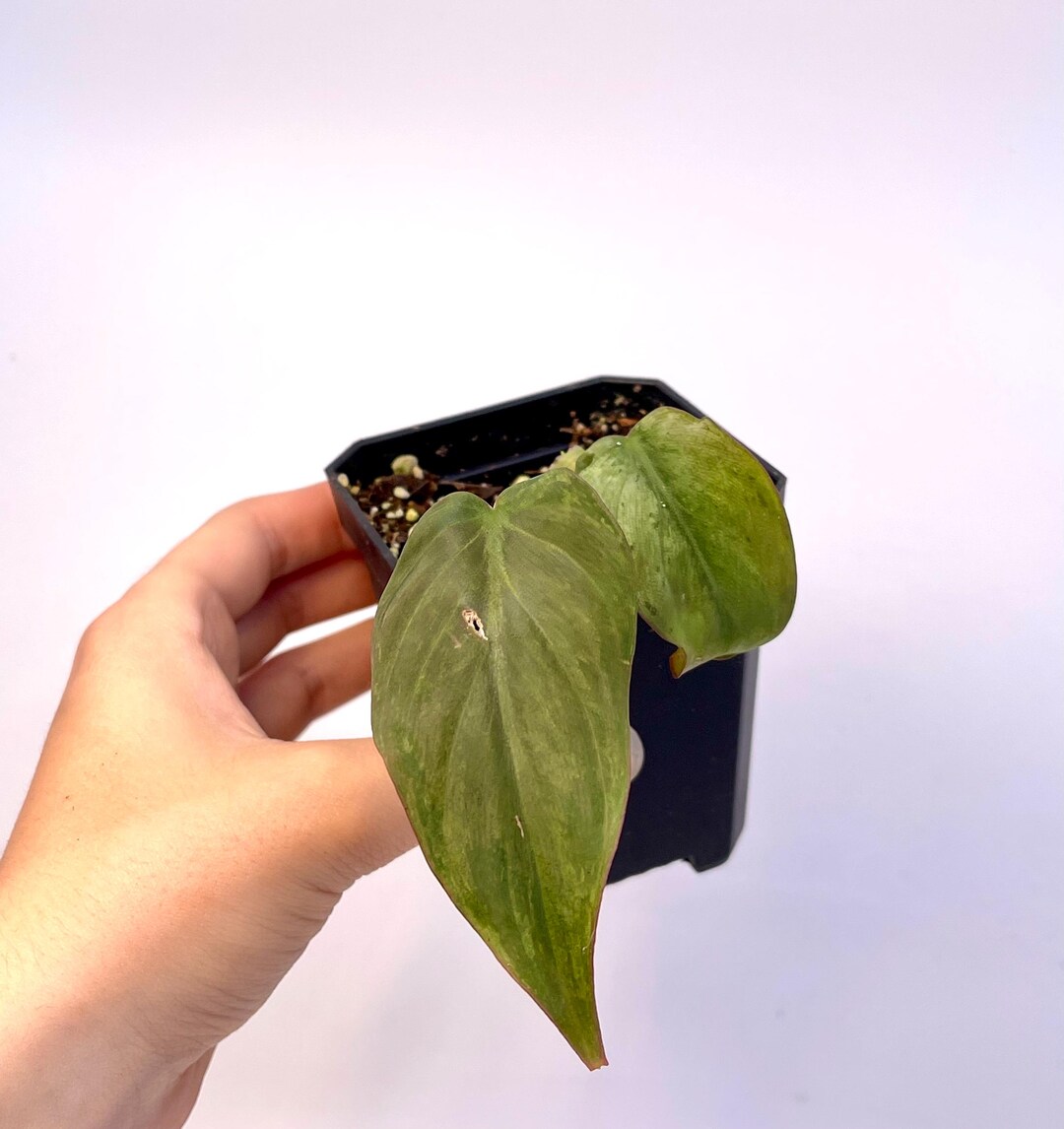 Possibly Reverting Variegated Philodendron Micans ‘mint’ (non-exact ...
