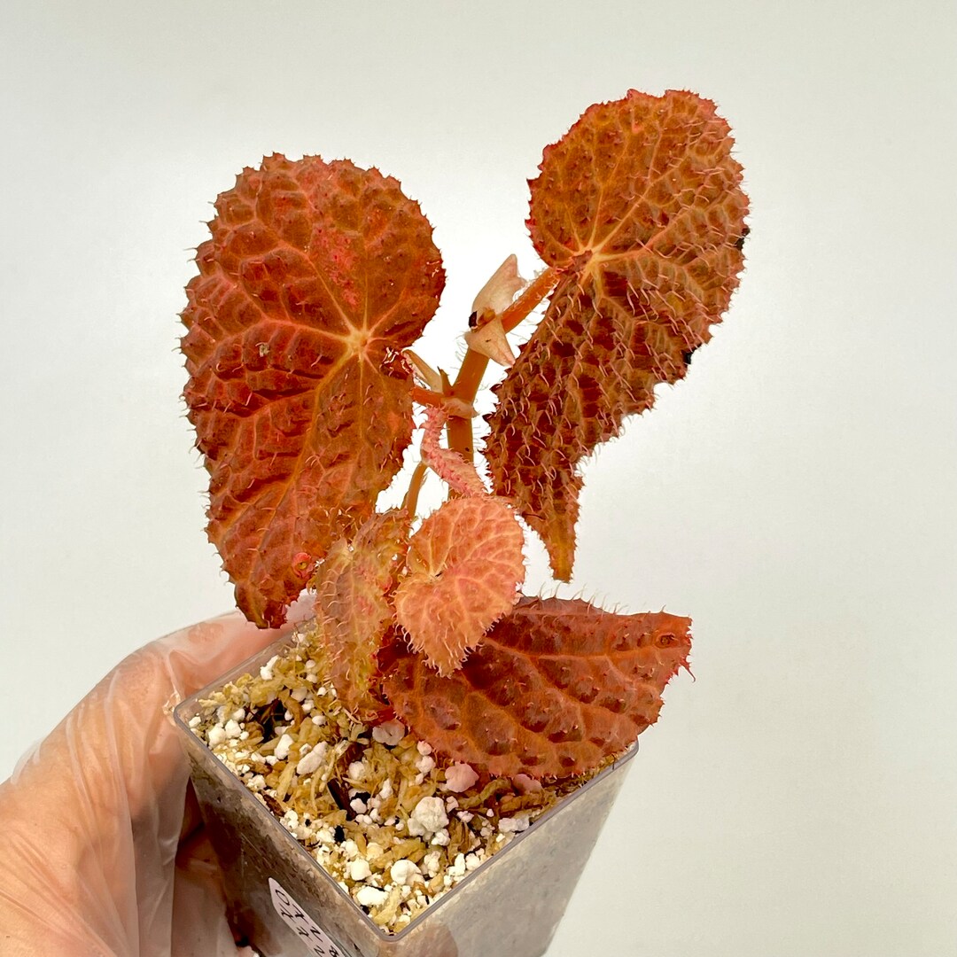 Begonia ruby Dragon - Etsy