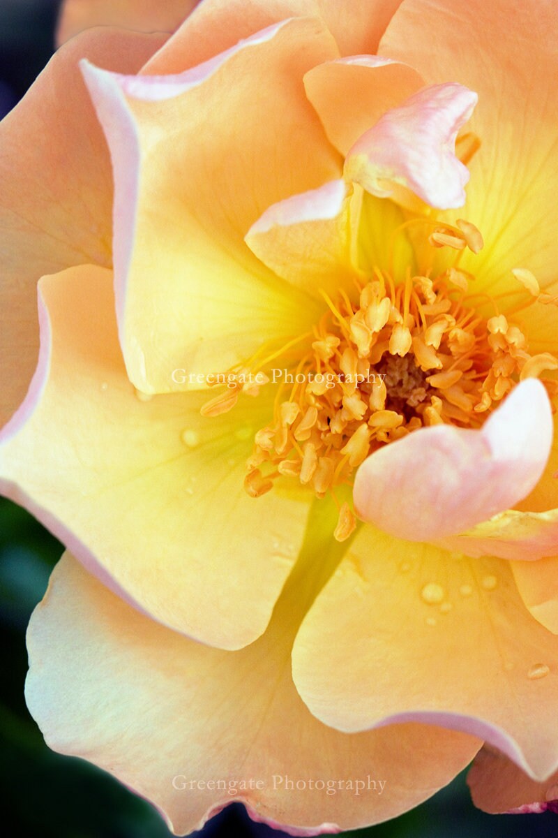 Rose Photo Print yellow rose natural rose botanical art | Etsy