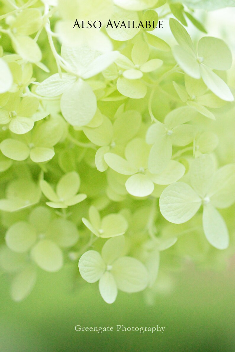 Hydrangea Photo Print Flower Photography Hydrangeas Art - Etsy