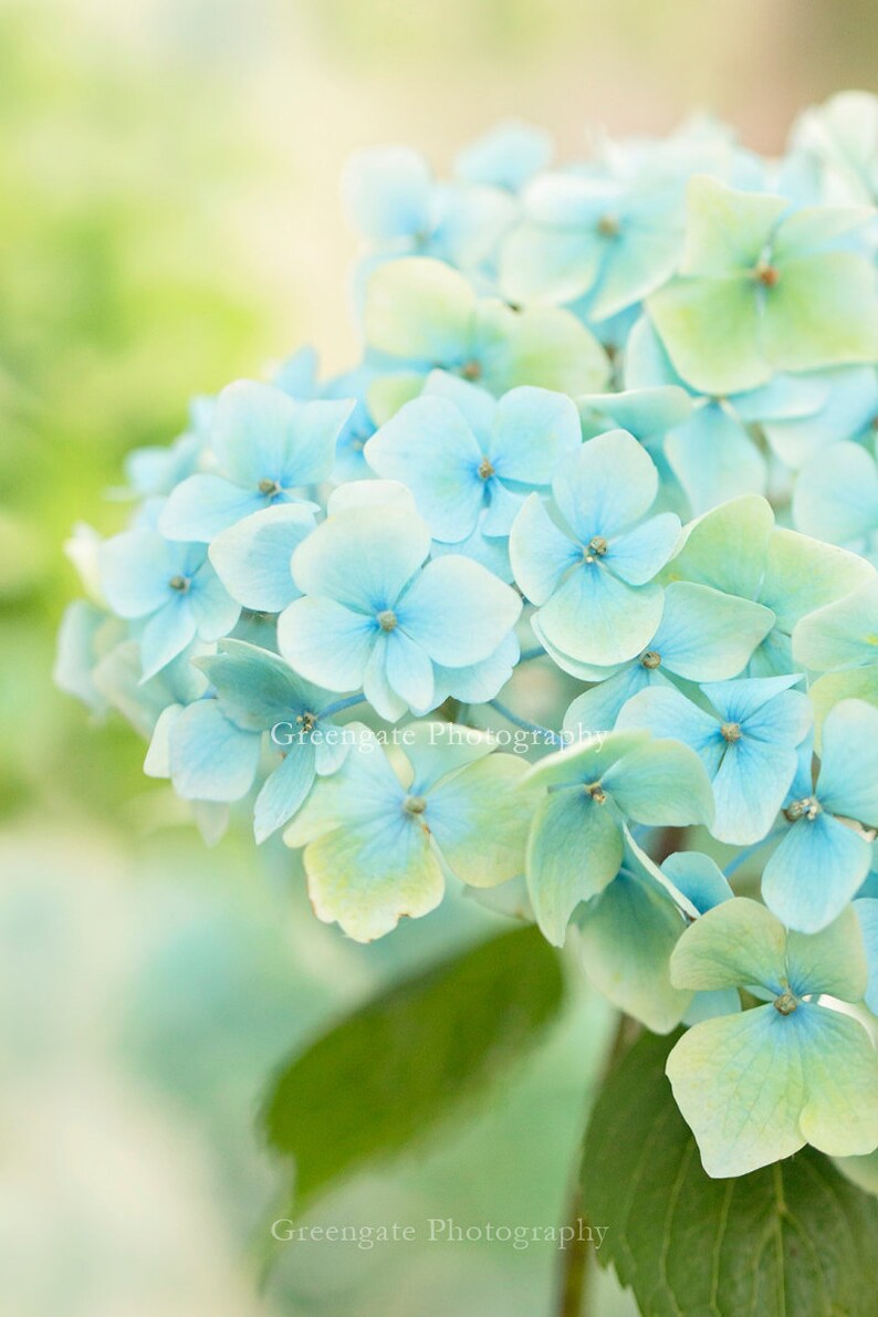 Hydrangea Photo Print Flower Photography Hydrangeas Art - Etsy