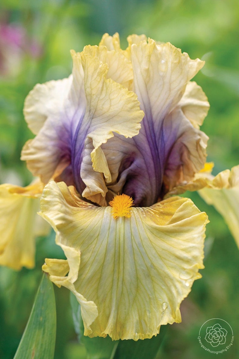 Iris Photo Print - Unframed Picture of Unique Gold and Purple Iris ...