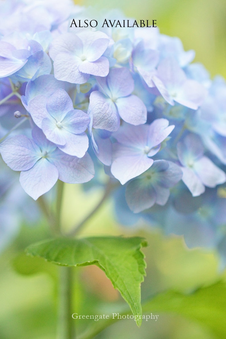 Hydrangea Photo Print Flower Photography Hydrangeas Art - Etsy