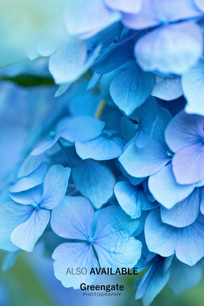 Hydrangea Photo Print Flower Photography Hydrangeas Art - Etsy